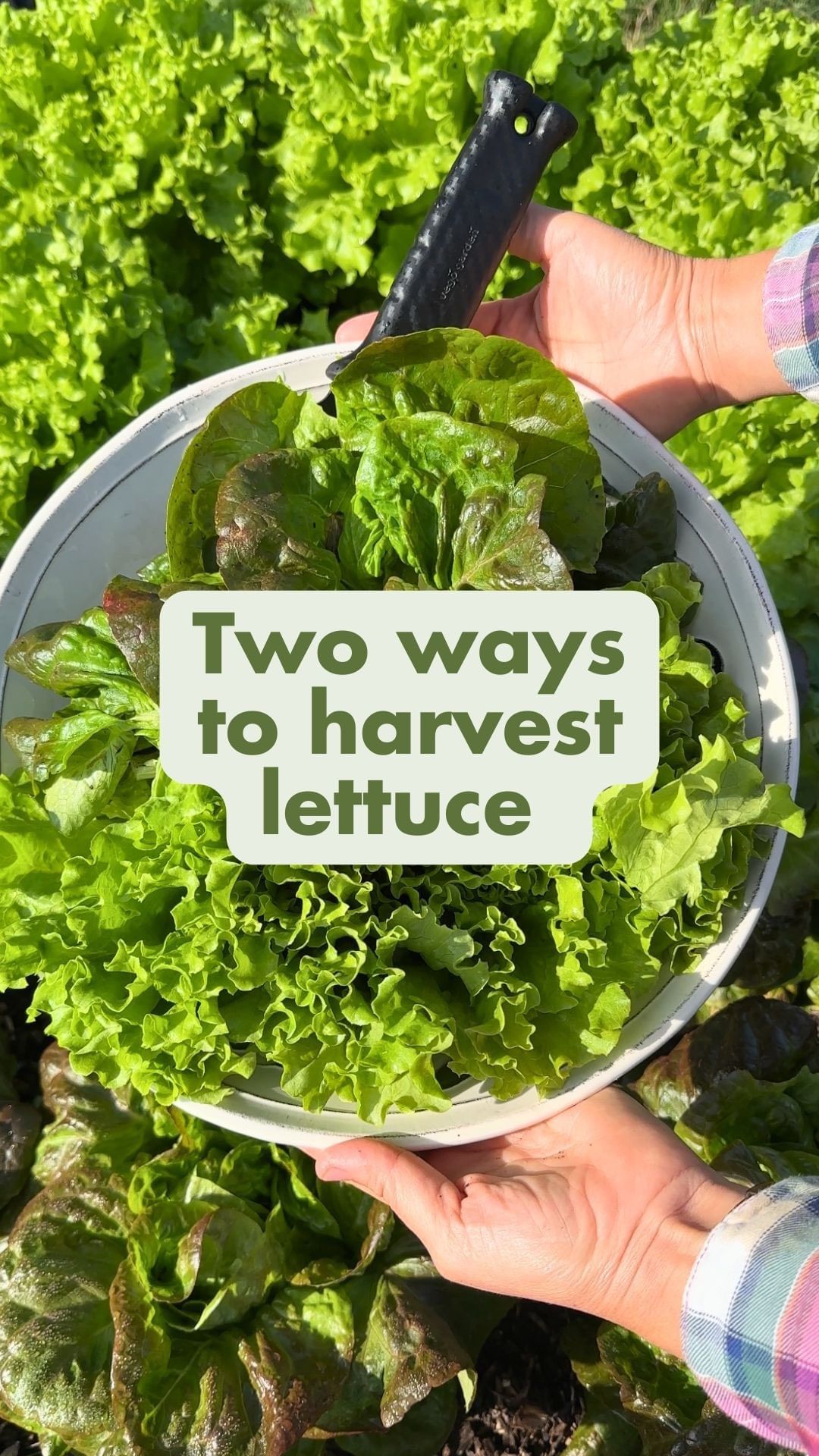 Learn How to Harvest Lettuce | Vego Garden