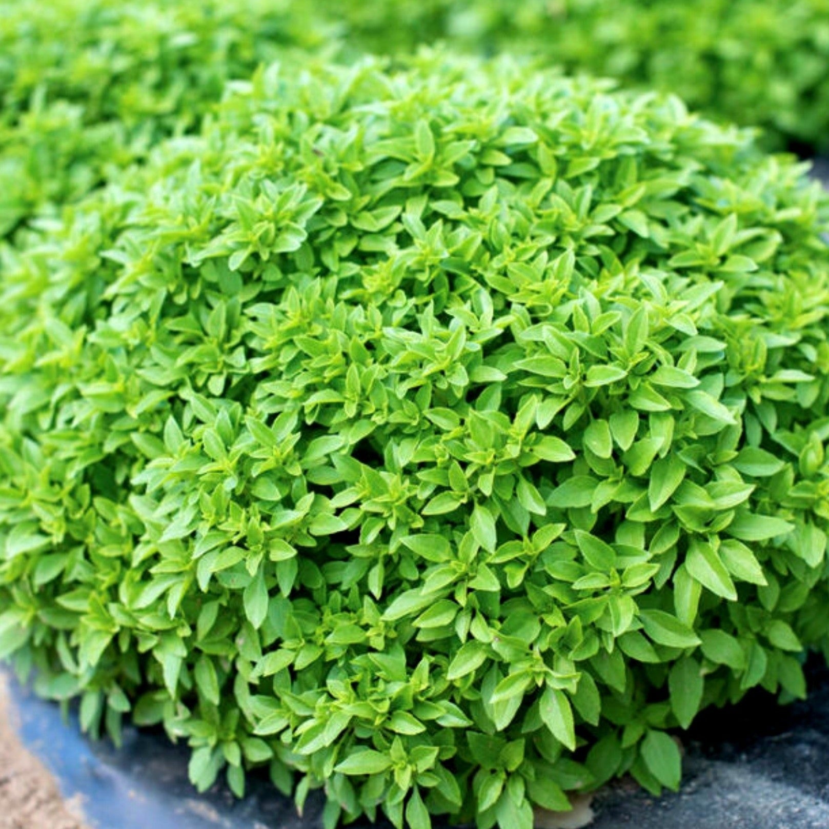 Spicy Globe Basil Seeds