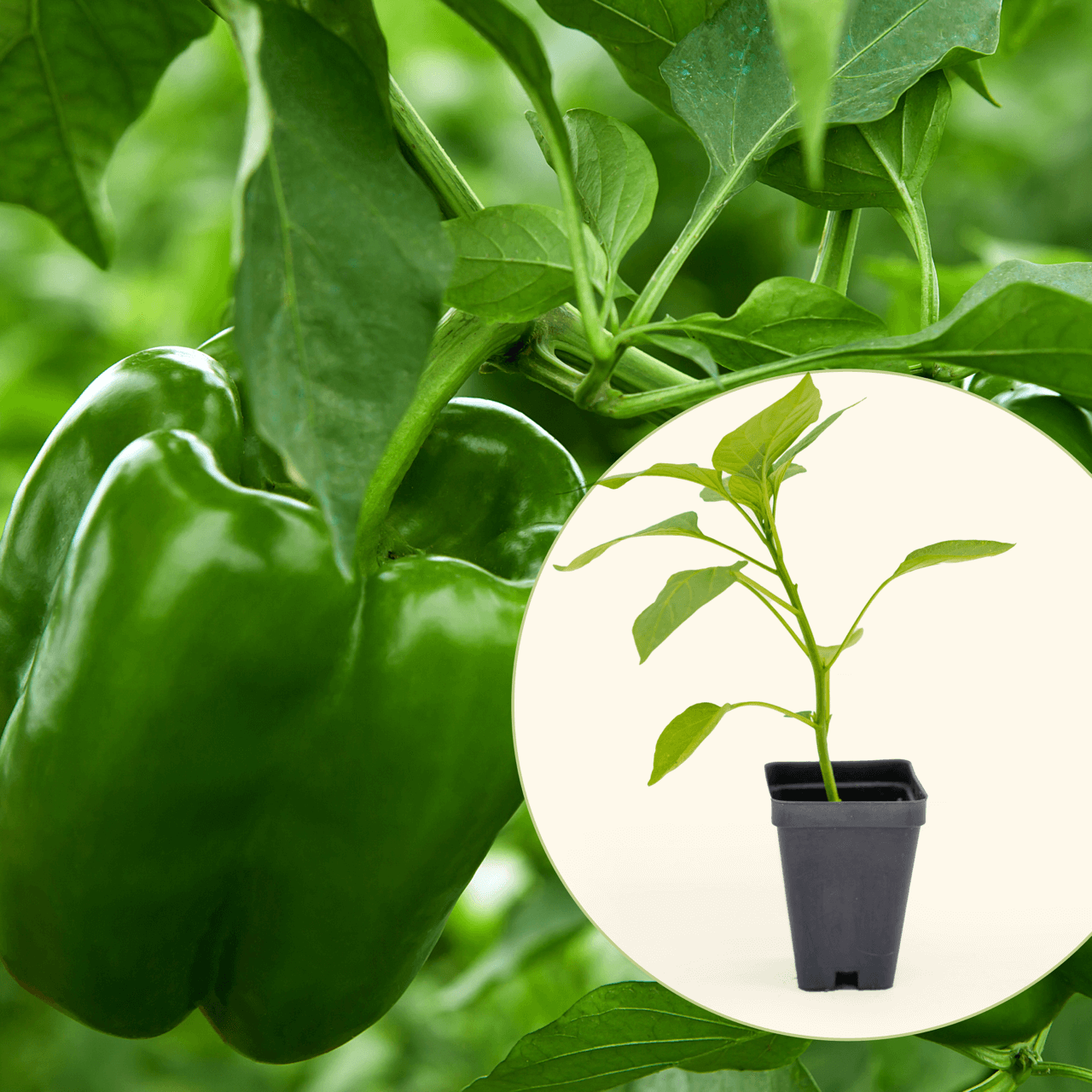 Big Bertha Bell Pepper Seedlings | Vego Garden Seedlings