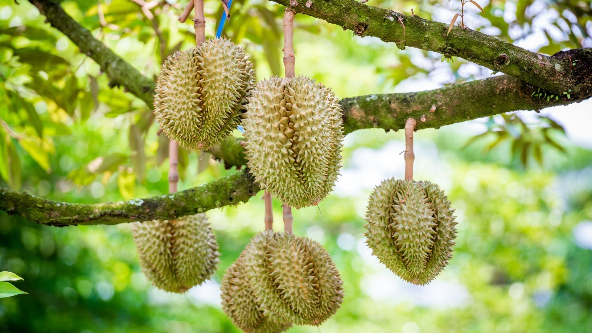 Fruits That Are Banned in the US