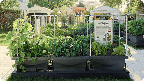 Introducing the Foodcube – Revolutionizing Urban Gardening for Sustain