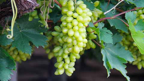 9 Best Climbing Fruits To Grow On A Trellis – Vego Garden