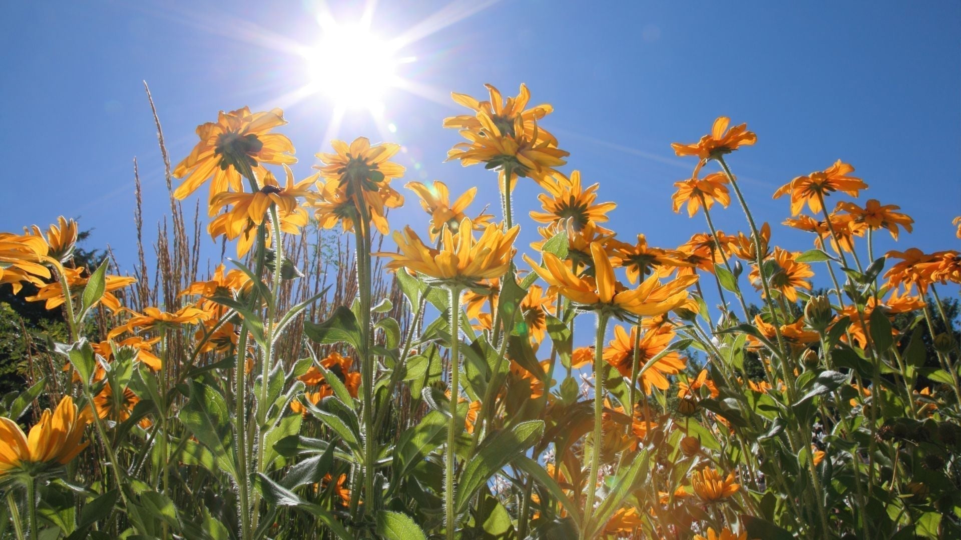 Extreme Heat Hacks for Urban Gardeners