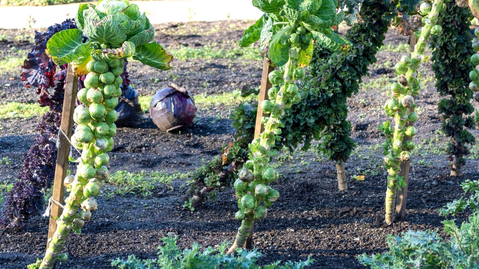 11 Must-Grow Crops for U.S. Gardeners to Combat Rising Grocery Prices