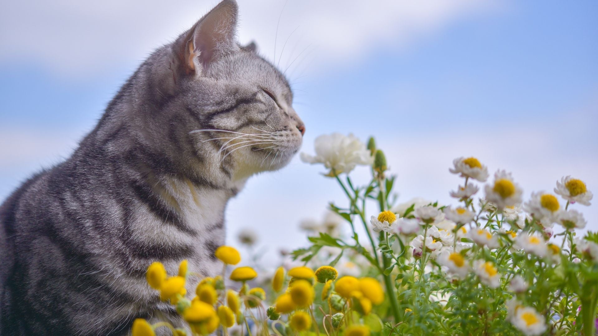 Best Pet-Friendly Flowers to Buy or Grow
