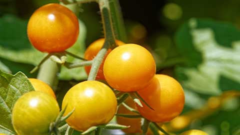 Best Climbing Vegetables To Grow On A Trellis – Vego Garden