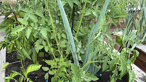 5 Tips to Creating a Family Garden with this Easy Guide – Vego Garden