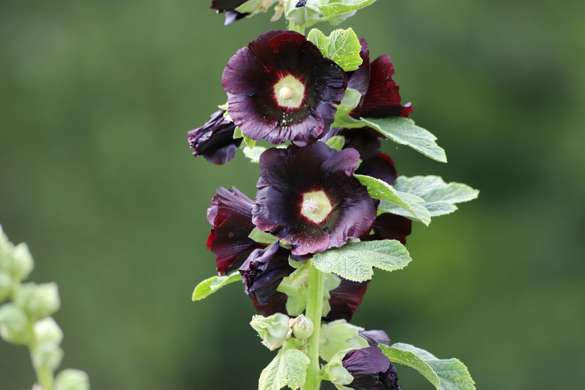 Vintage Gardens: 12 Old World Flowers with Everlasting Appeal