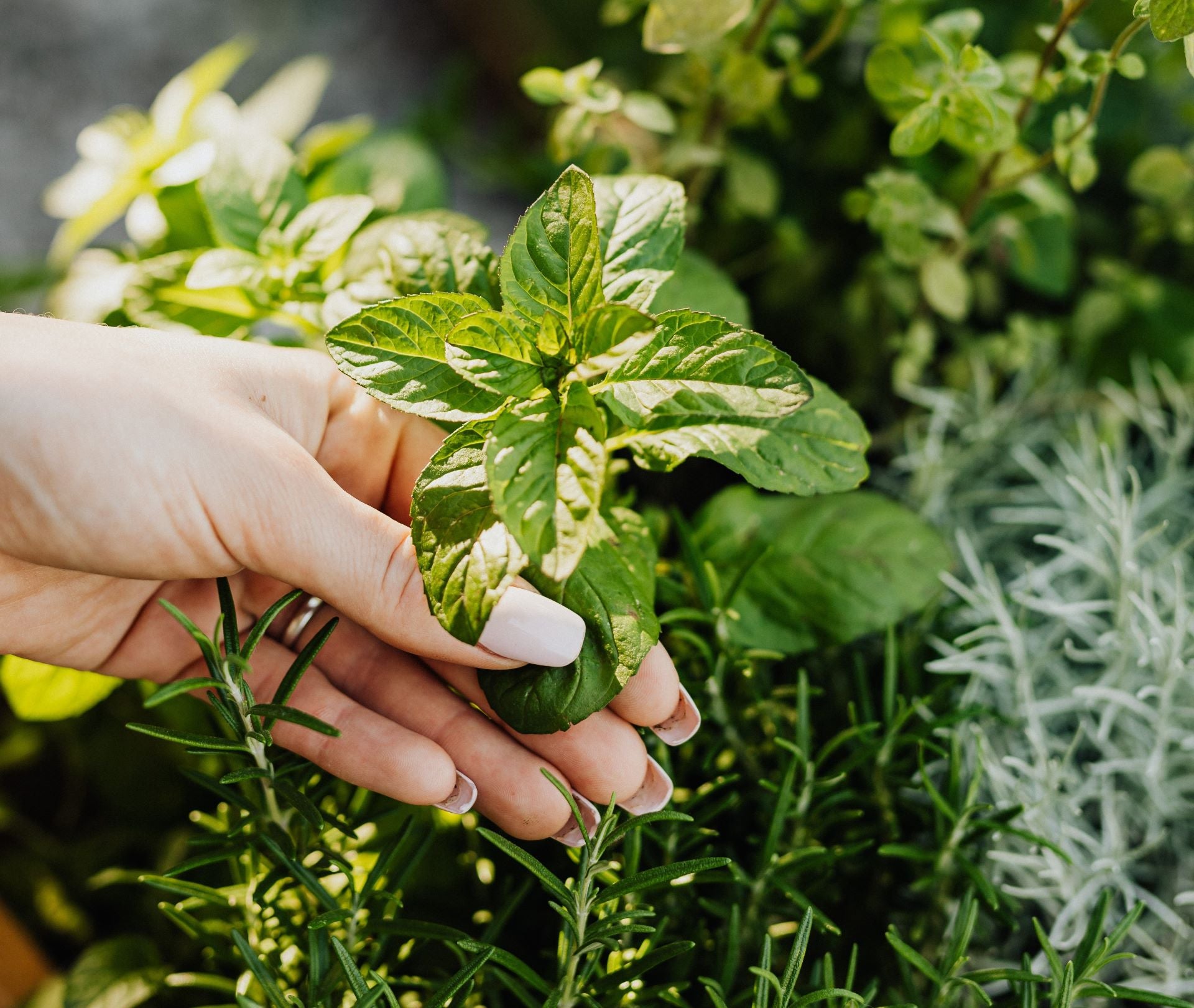 Ready, Set, Plant: Tips for Planning a Summer Herb Garden – Vego Garden