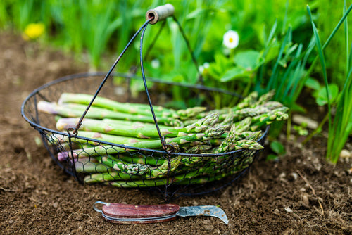 19 Perennial Vegetables to Grow Once and Harvest Forever