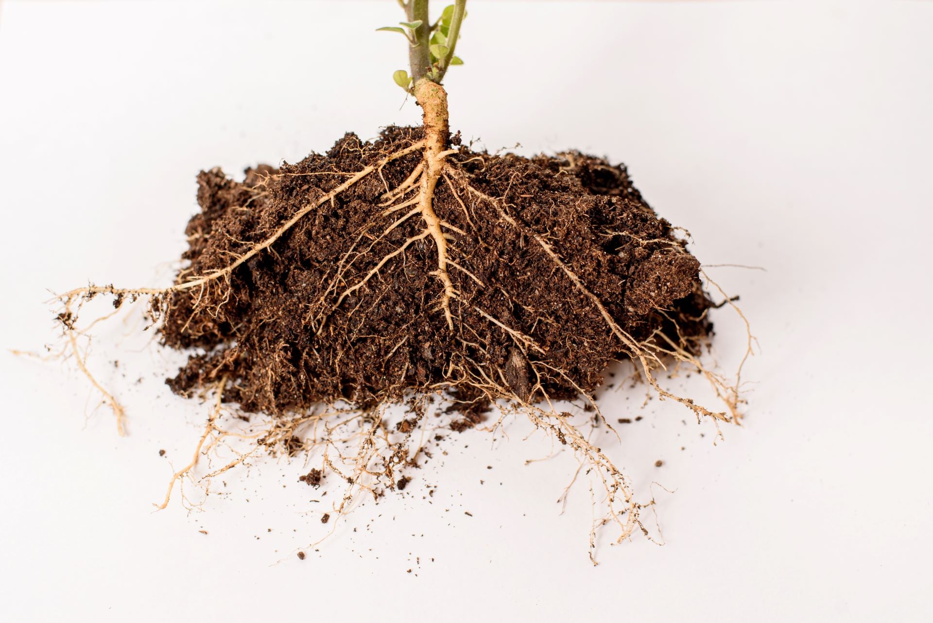 Garden Bed Drainage Solutions: Preventing Waterlogging and Ensuring He