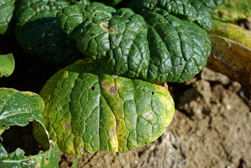 Preventing Disease After Heavy Rains