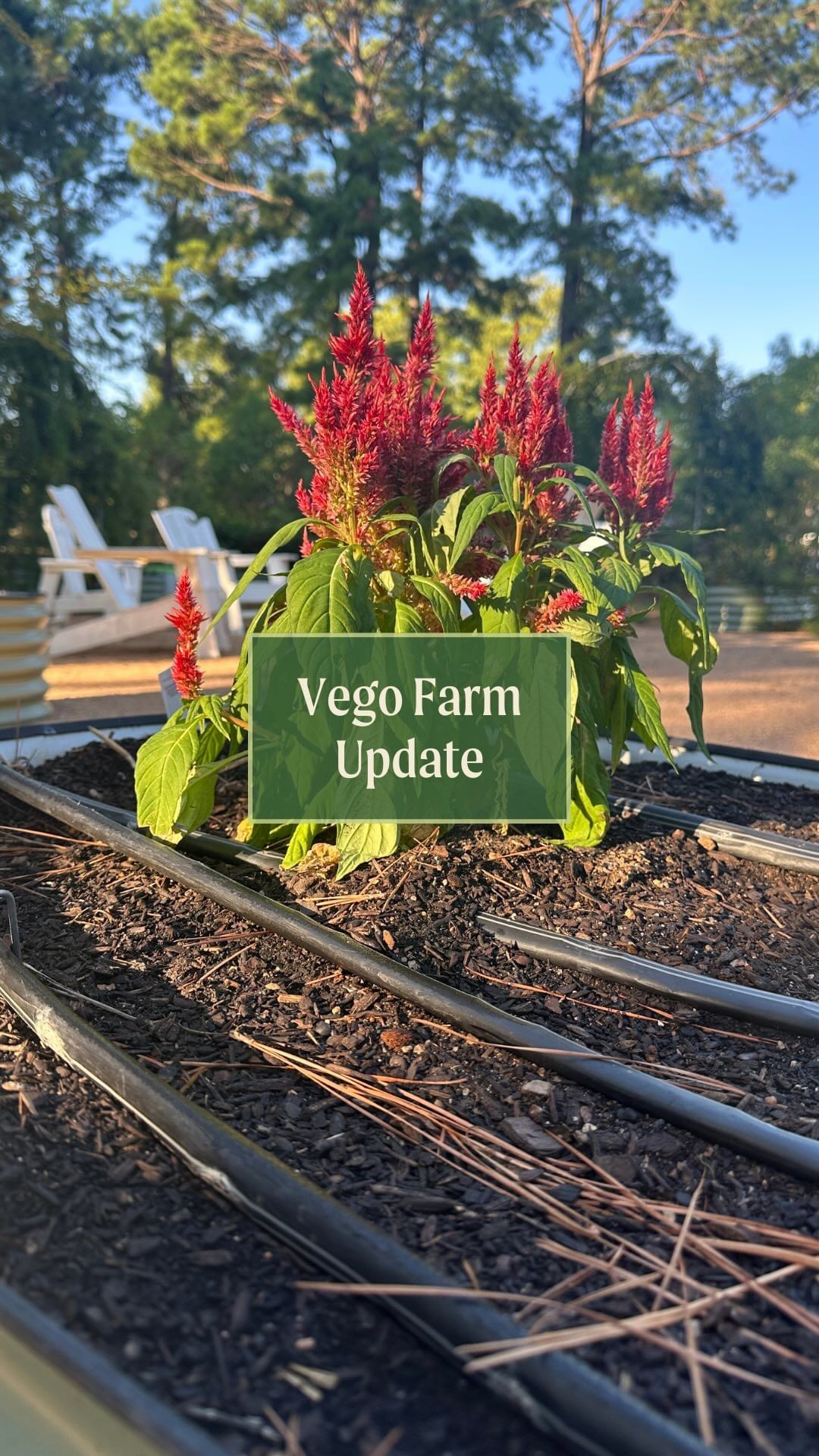 Find Out Here In Our Latest Farm Update | Vego Garden