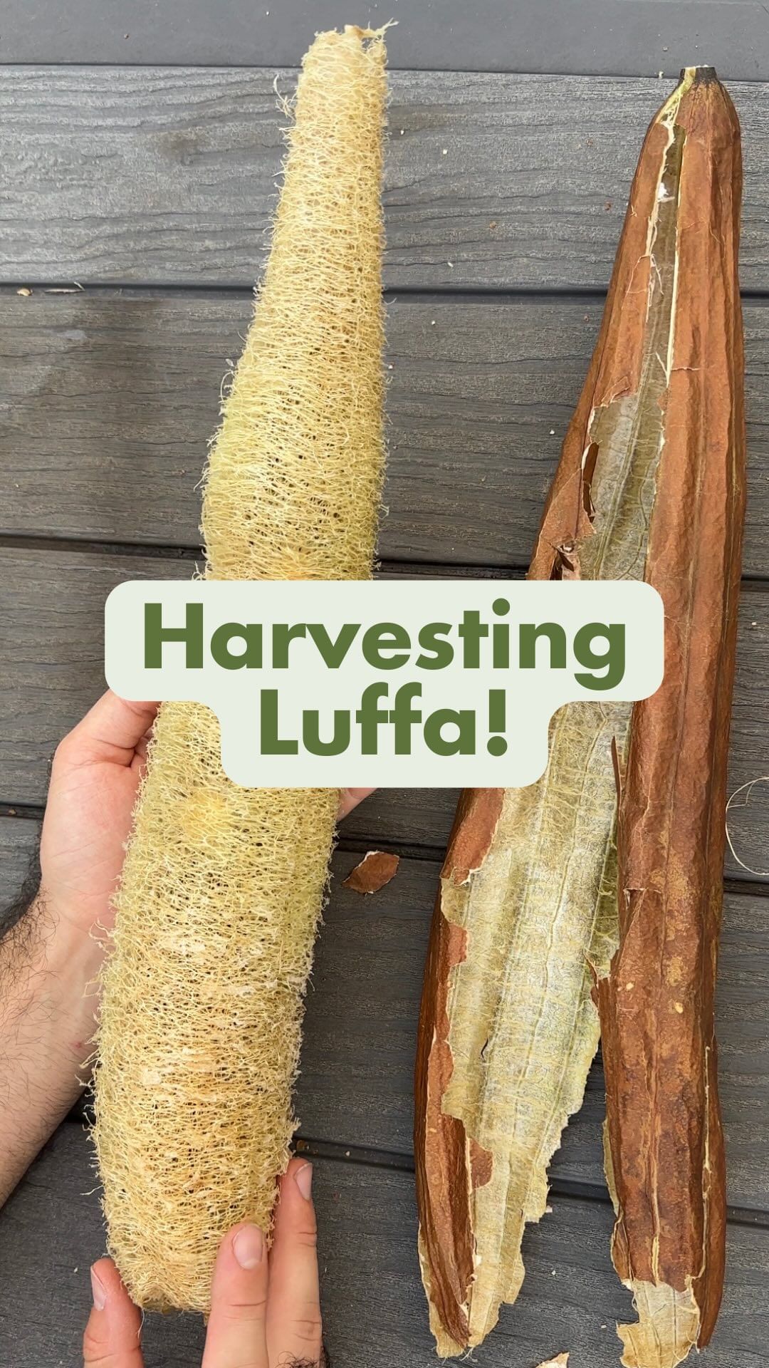 Enjoy the joy of harvesting luffa | Vego Garden