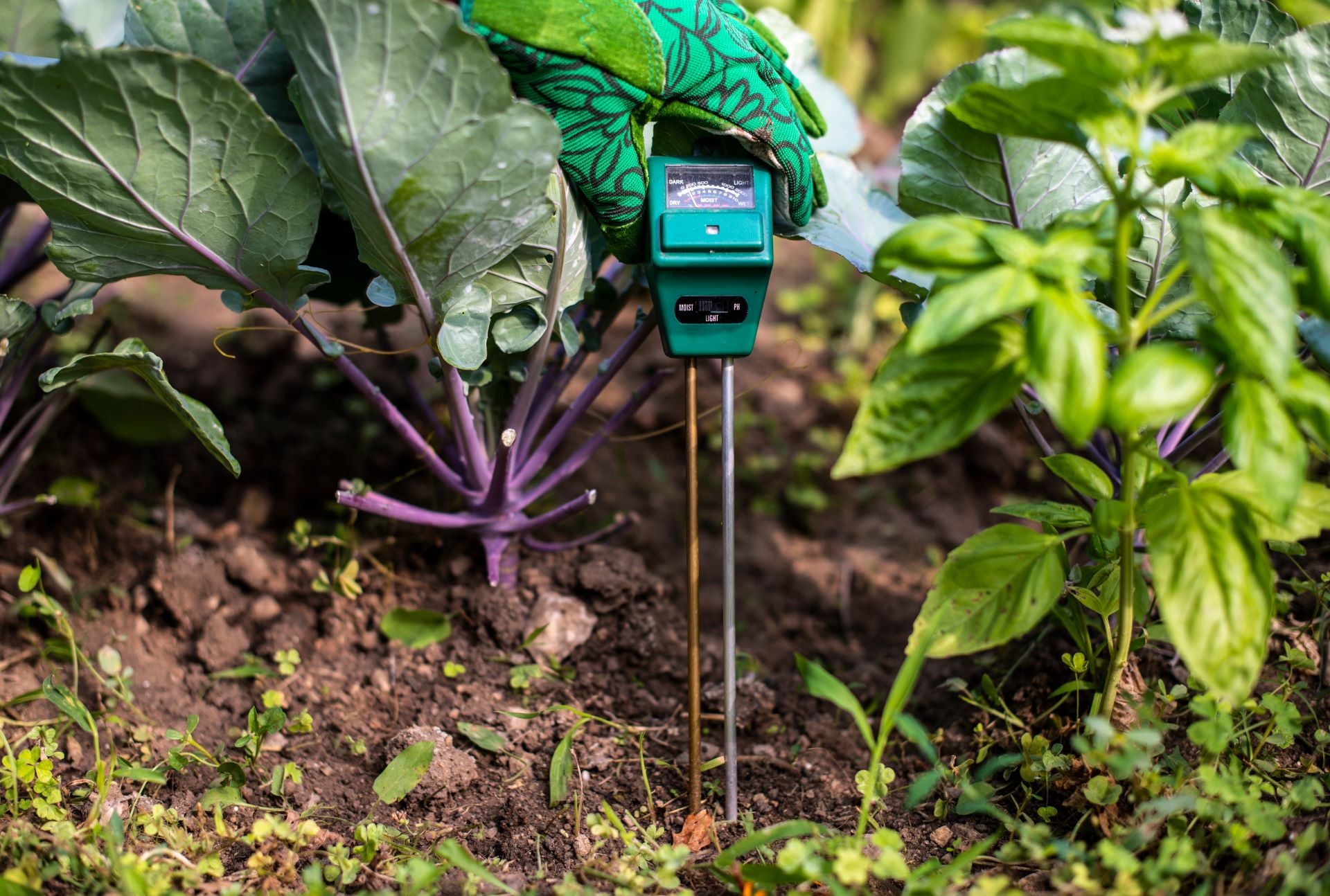 Getting Your Watering Right: How to Use a Moisture Meter