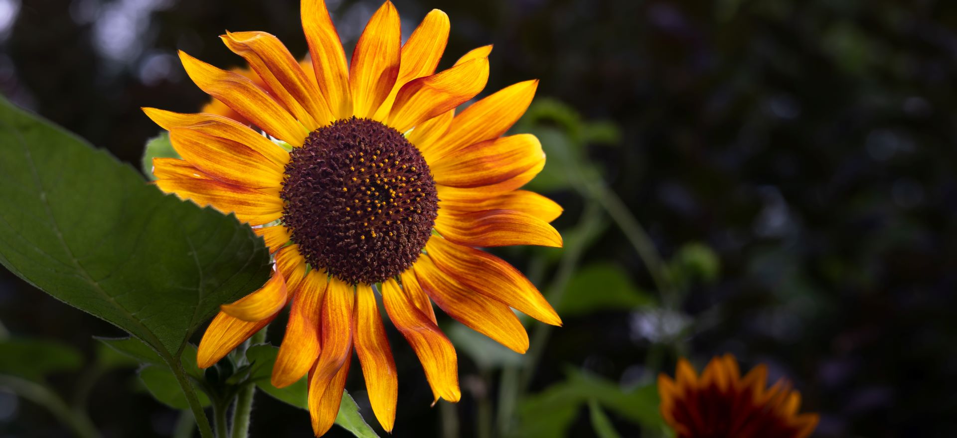 Nature's Other Solar Eclipse – Vego Garden