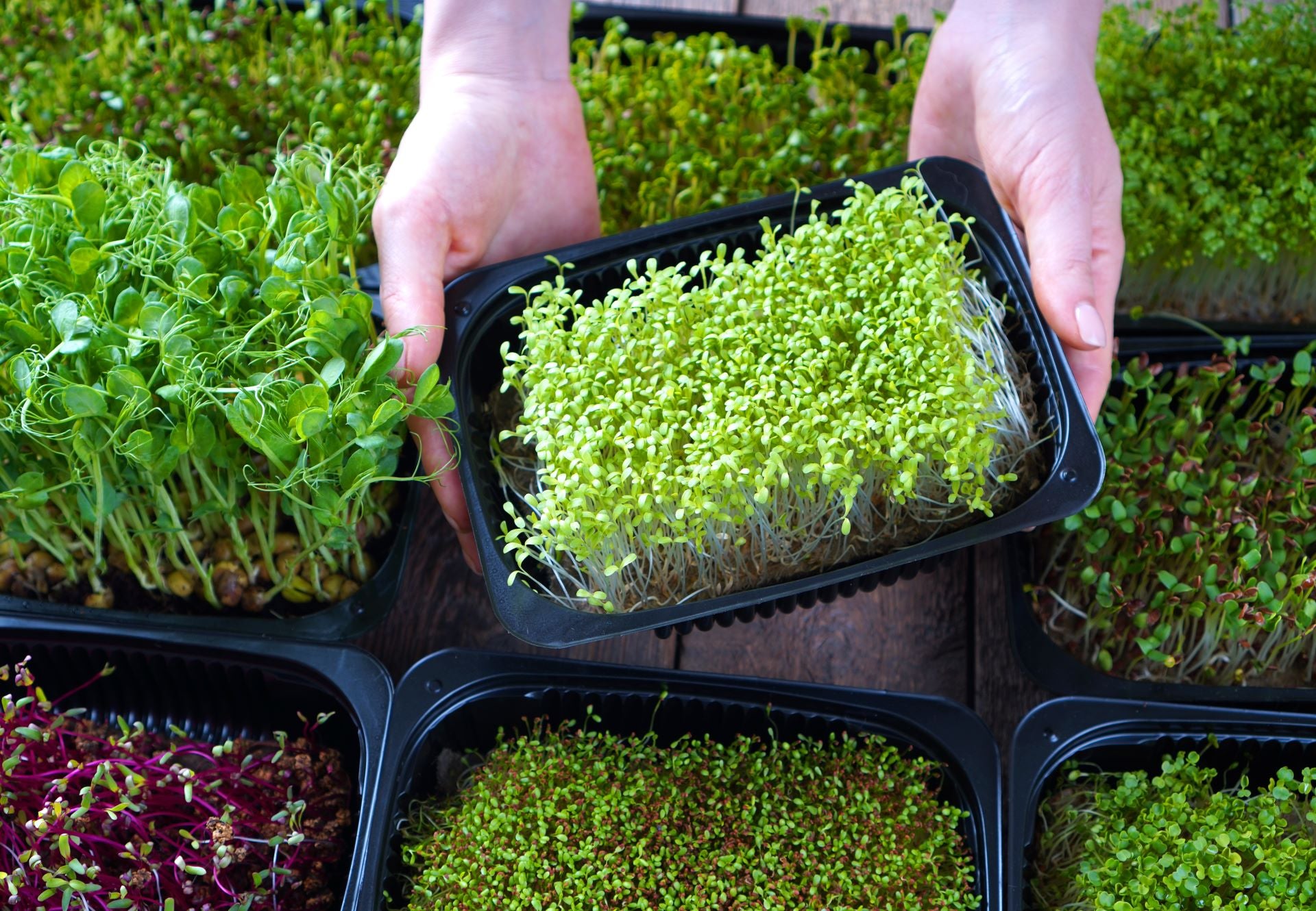 Growing Green Powerhouses: Sprouts vs. Microgreens