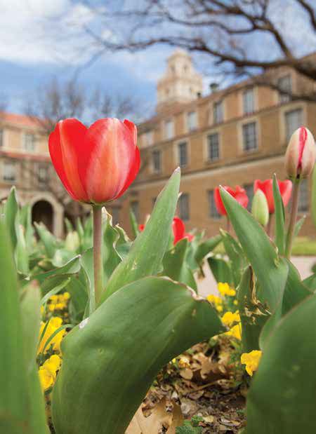 Texas Tech Tulips: Tradition Lives On – Vego Garden
