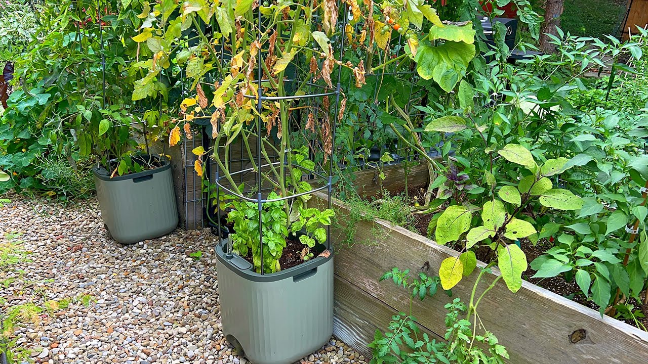 Self Watering Vertical Tomato Planters | Vego G...