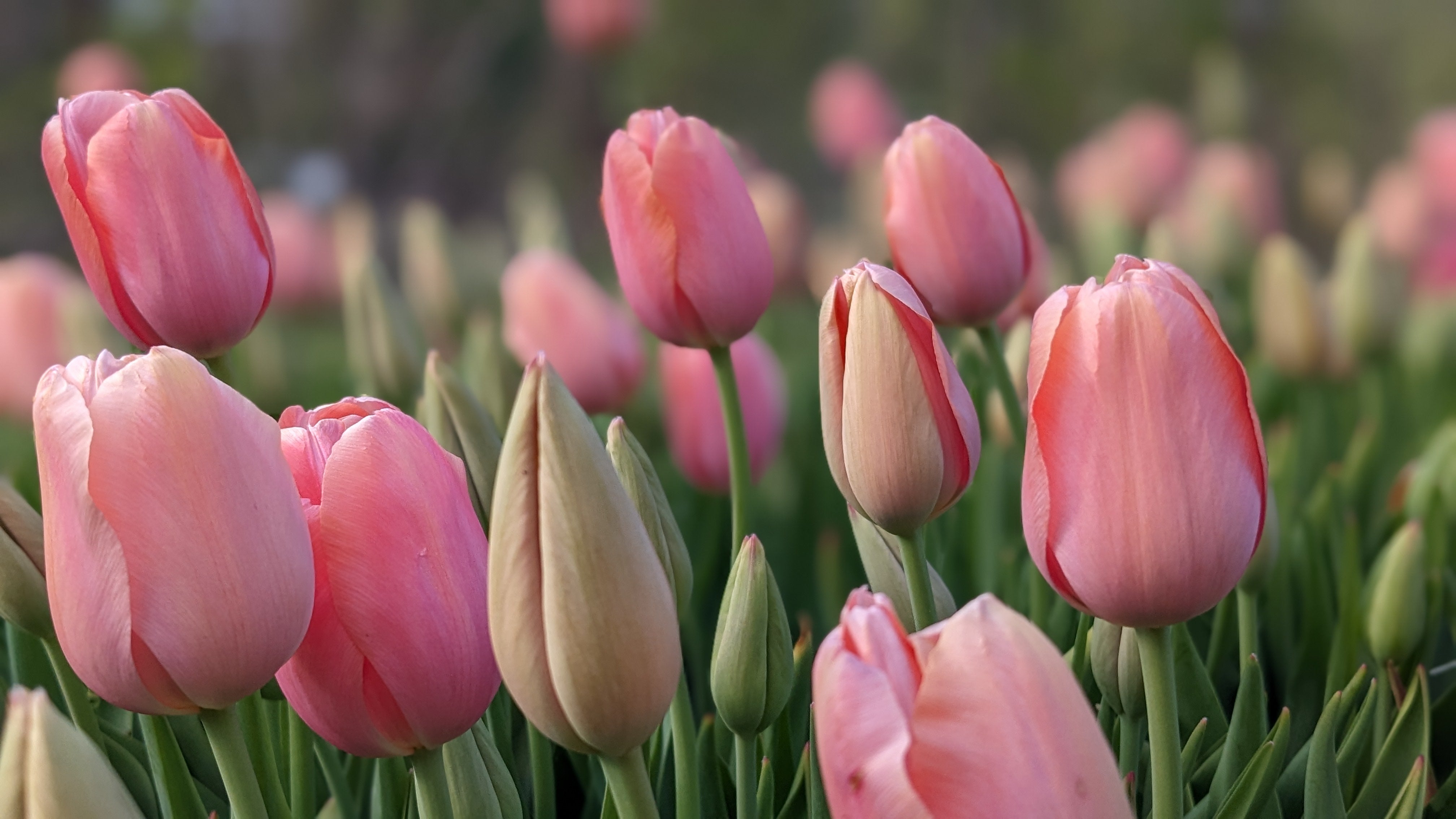 Blooming Beauties: Make the Most of Your Spring...
