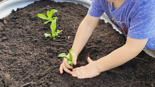 Best Crops to Grow with Kids – Vego Garden