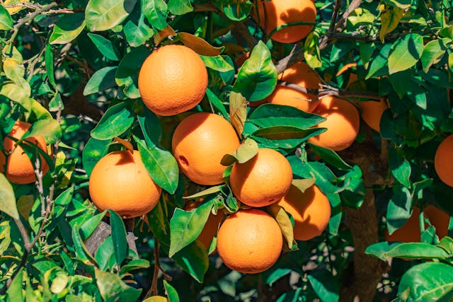 Mini Fruit Food Forests: A Backyard Guide to Year-Round Harvests