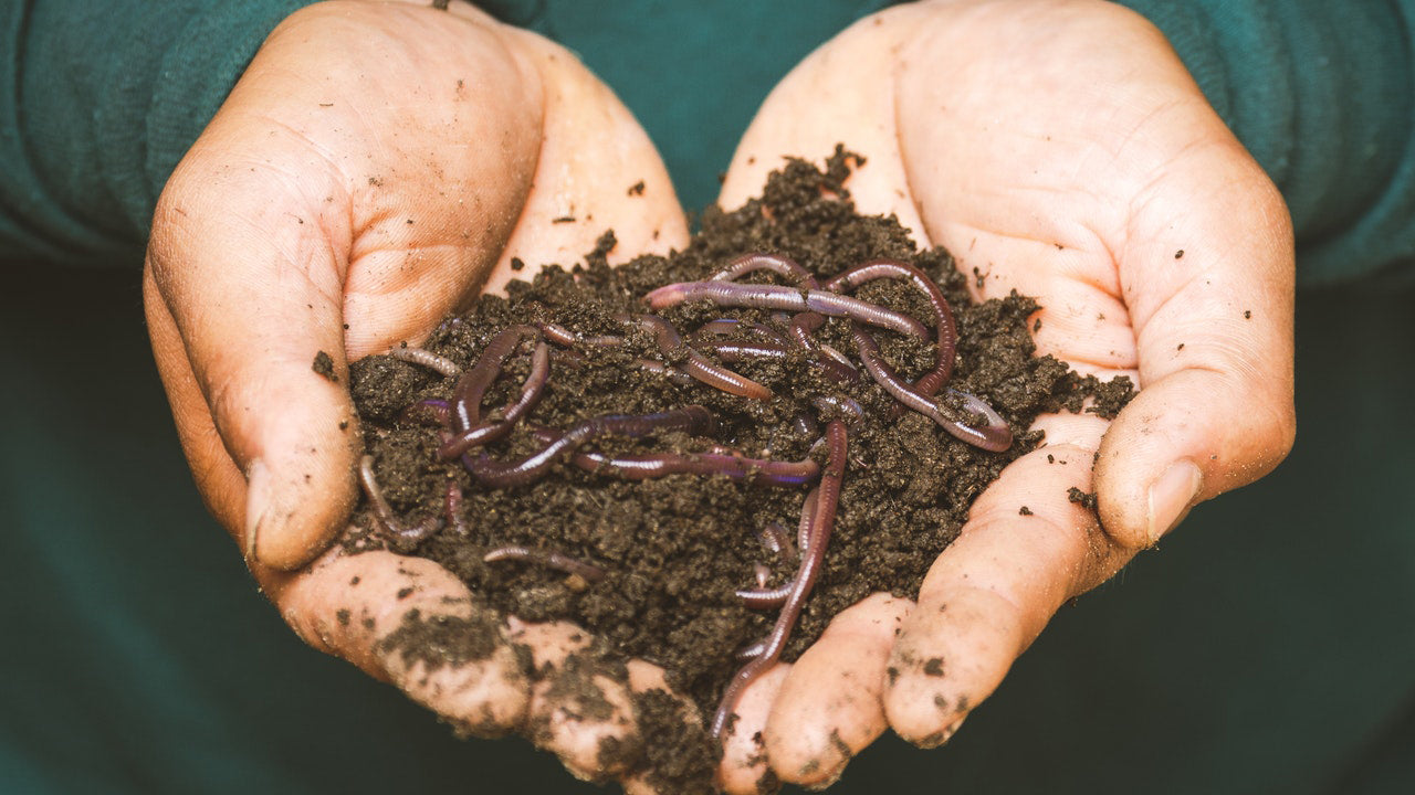 How to Vermicompost for Beginners