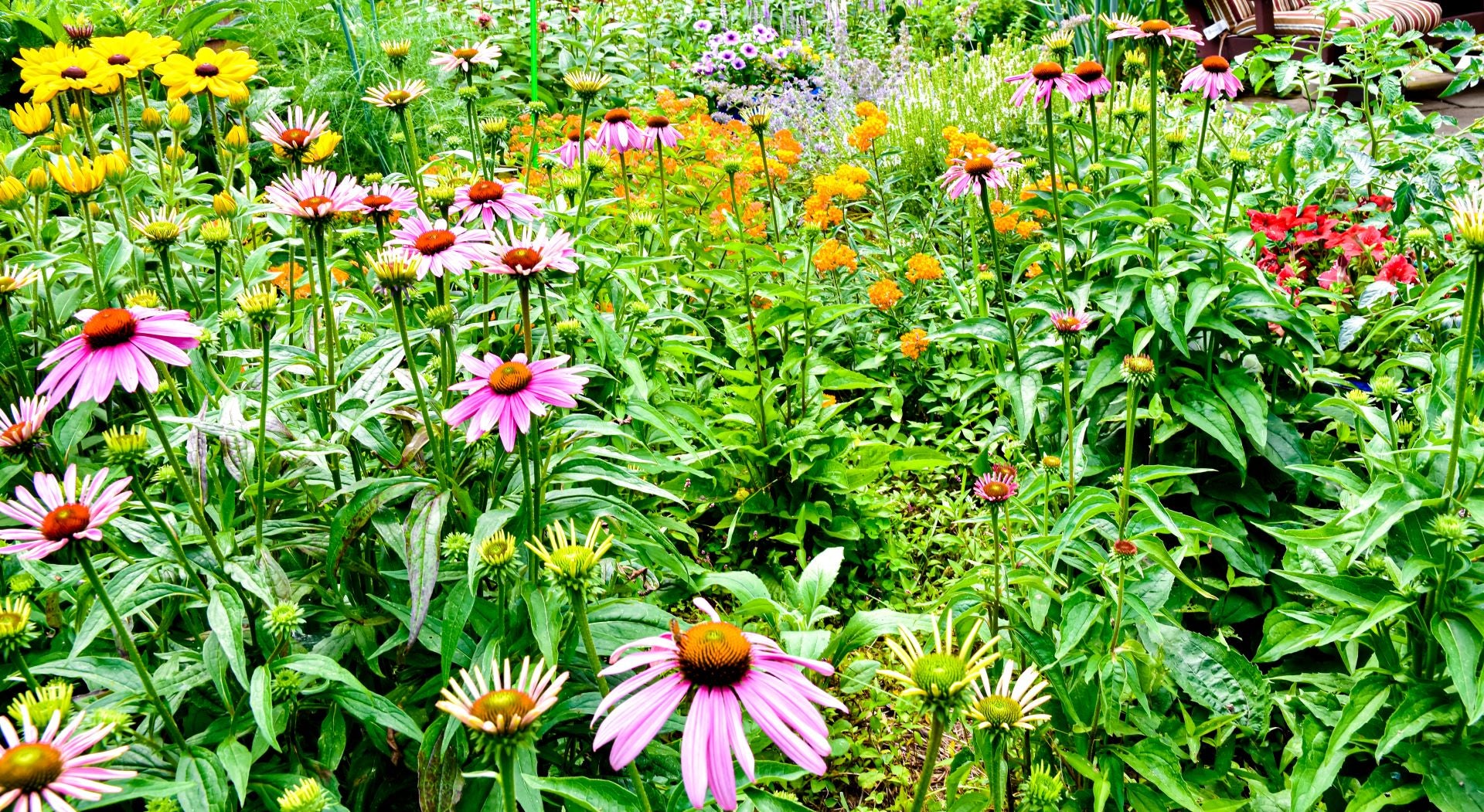 The Importance of Pollinator-Friendly Plants in Your Garden