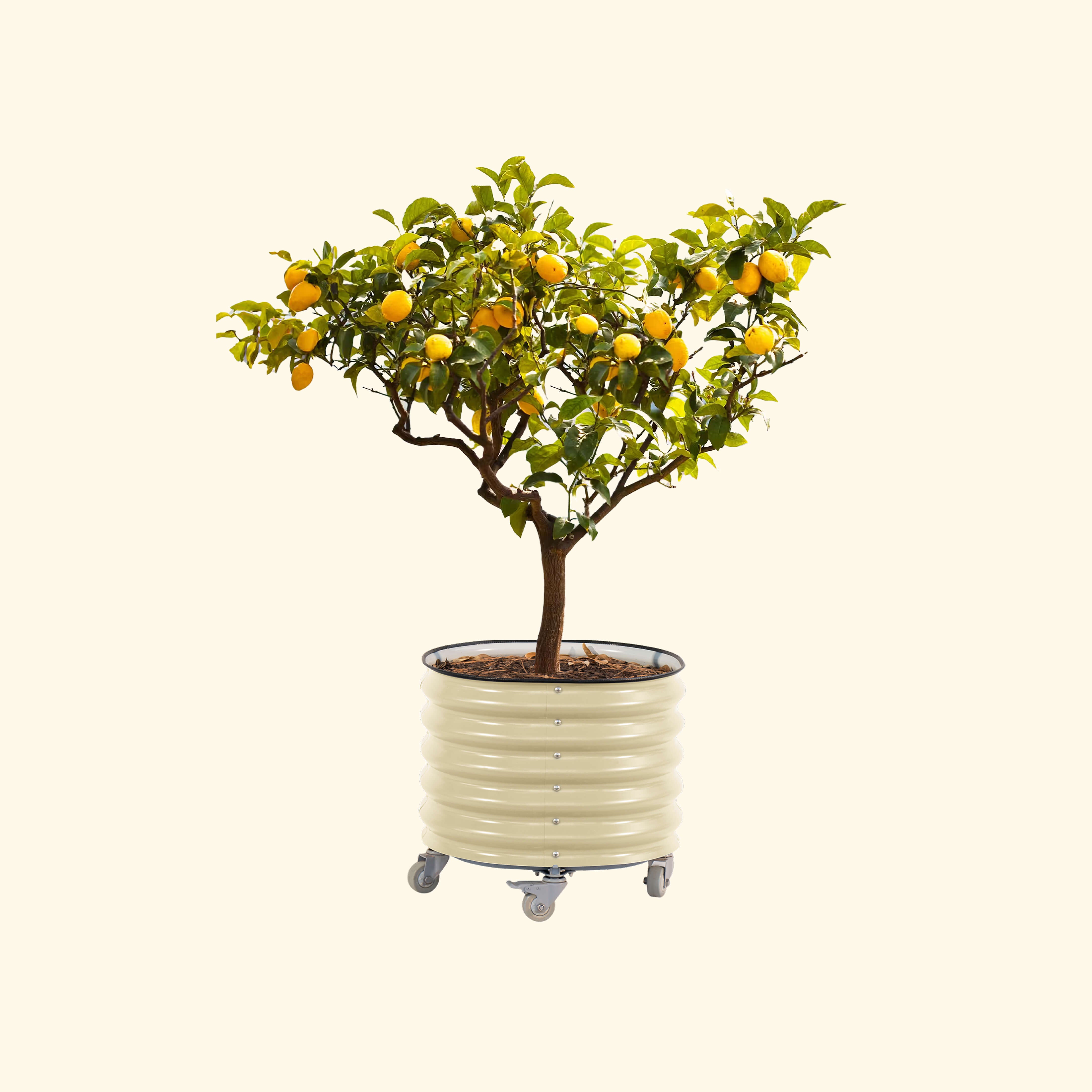 Improved Meyer Lemon Tree with Rolling Planter