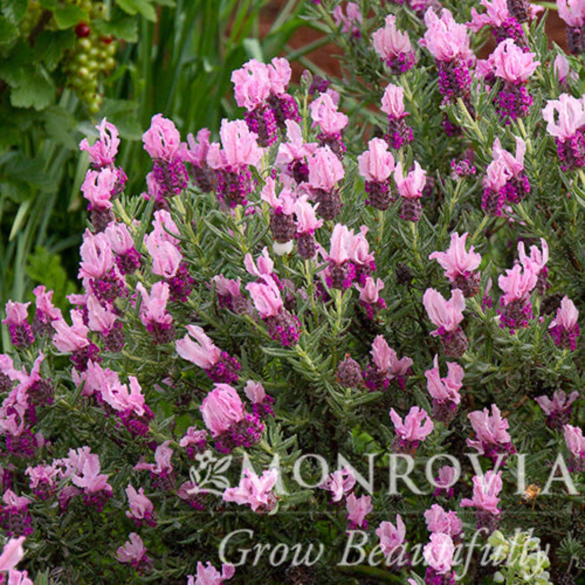 Javelin Forte™ Deep Rose Spanish Lavender