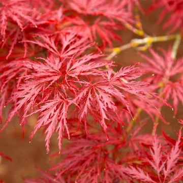 Red Dragon Japanese Maple Tree – Vego Garden