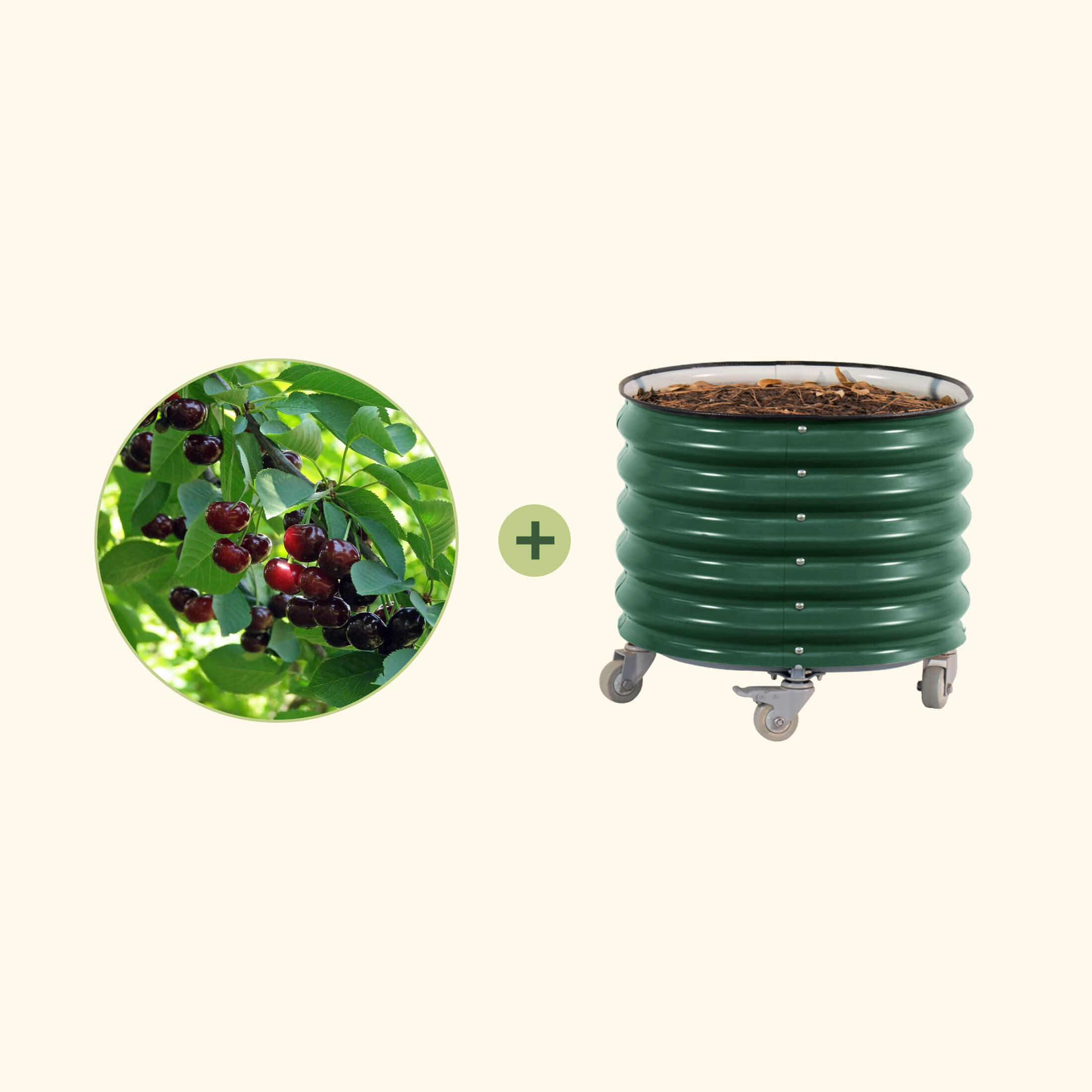 Romeo Cherry Tree with Rolling Planter