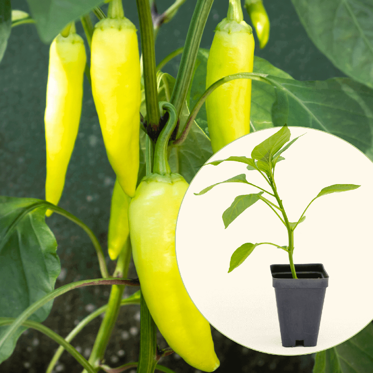 Sweet Banana Pepper Seedlings | Vego Garden Excellent Seedlings