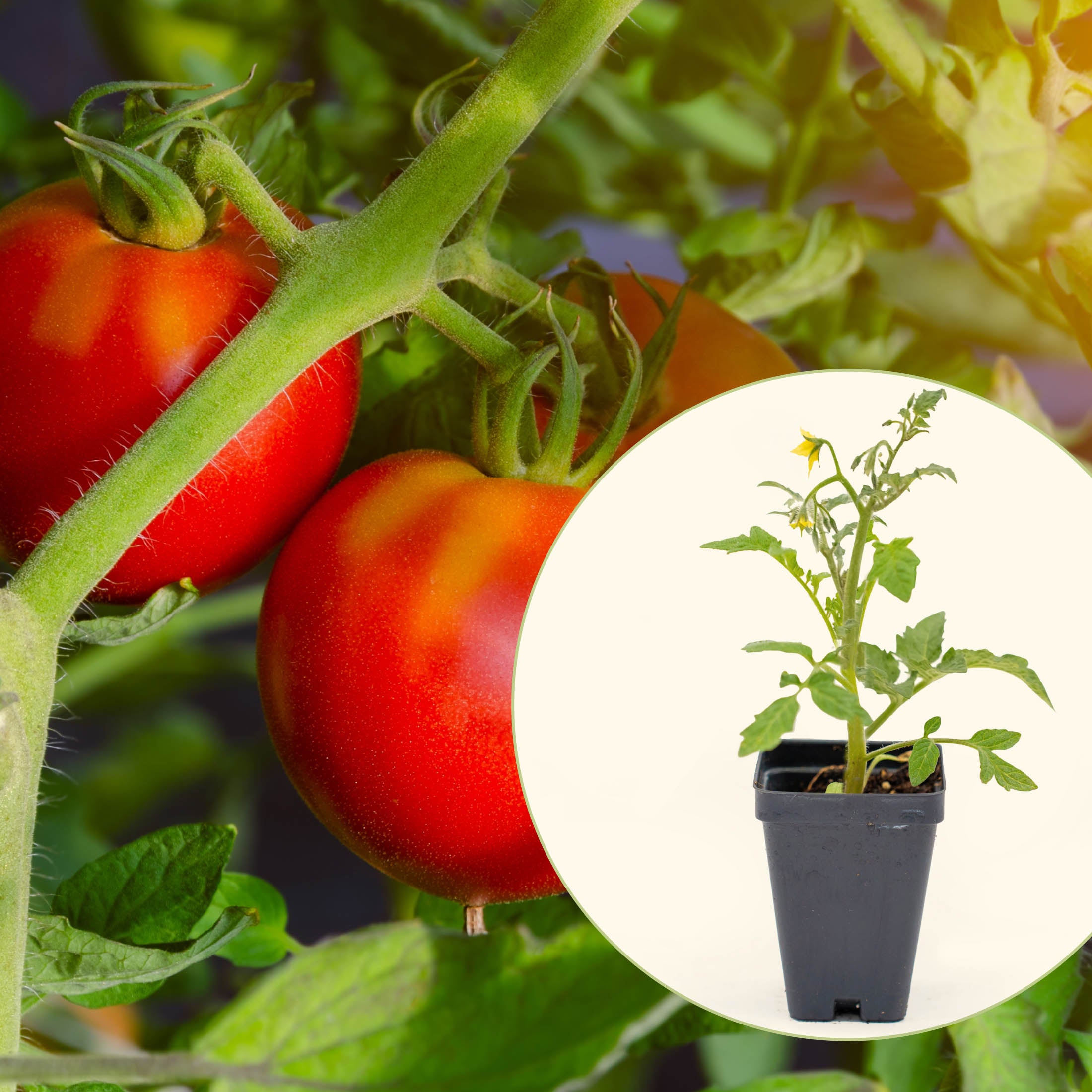Celebrity Tomato Plant Will My Celebrity Tomato Plant Produce Fruit?