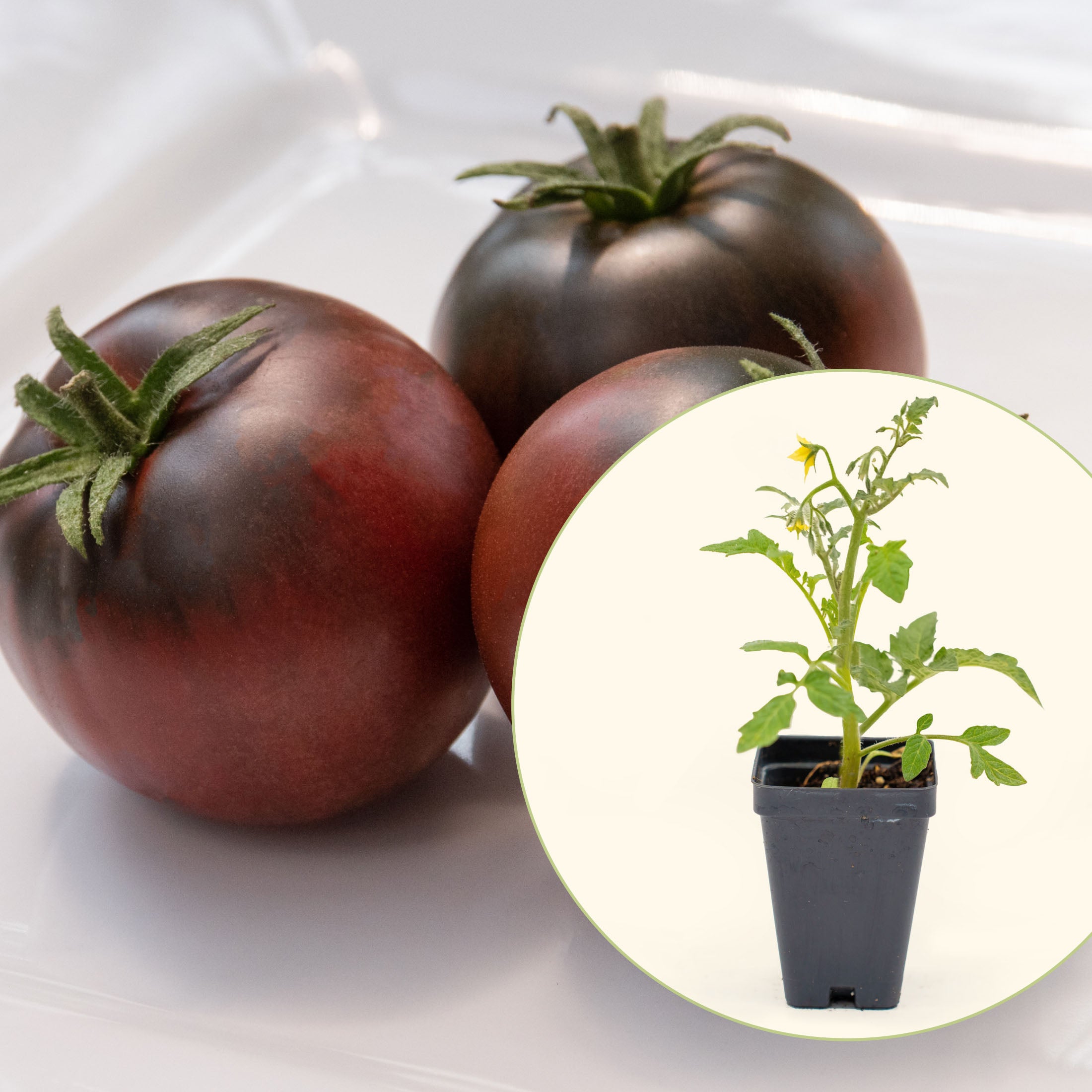 Cherokee Purple Tomato Seedlings | Vego Garden Seedlings