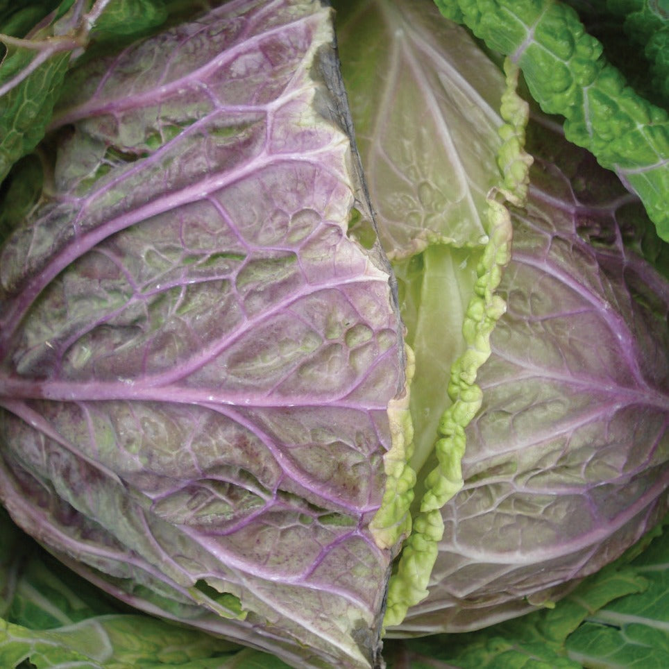 Purple Savoy Cabbage Seeds