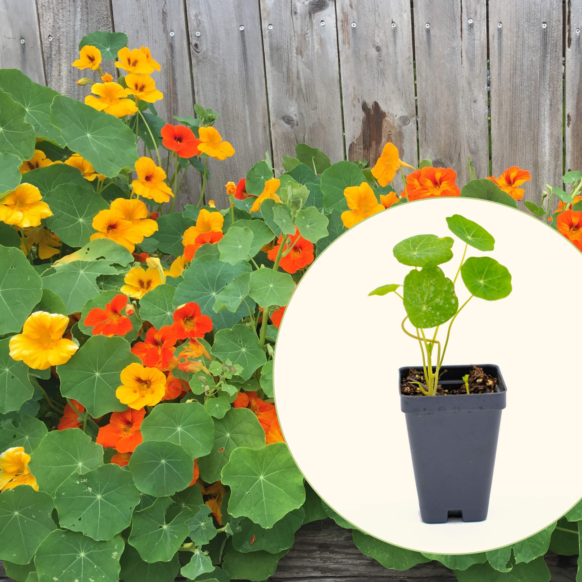 Jewel Mix Nasturtium Seedlings | Vego Garden Excellent Seedlings