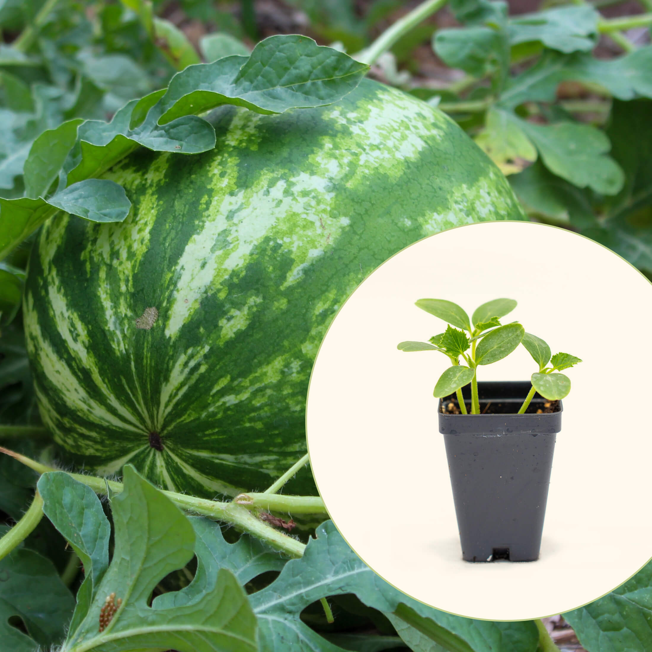 Crimson Sweet Watermelon Seedlings | Vego Garden Seedlings