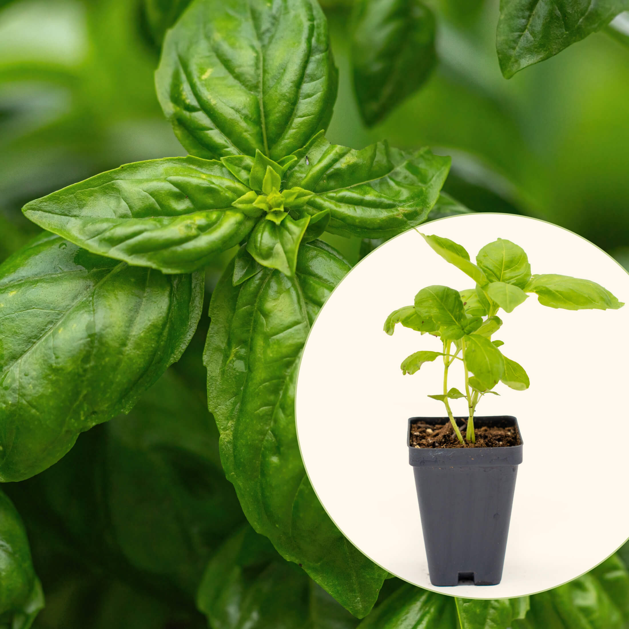 Italian Large Leaf Basil Seedlings | Vego Garden Seedlings