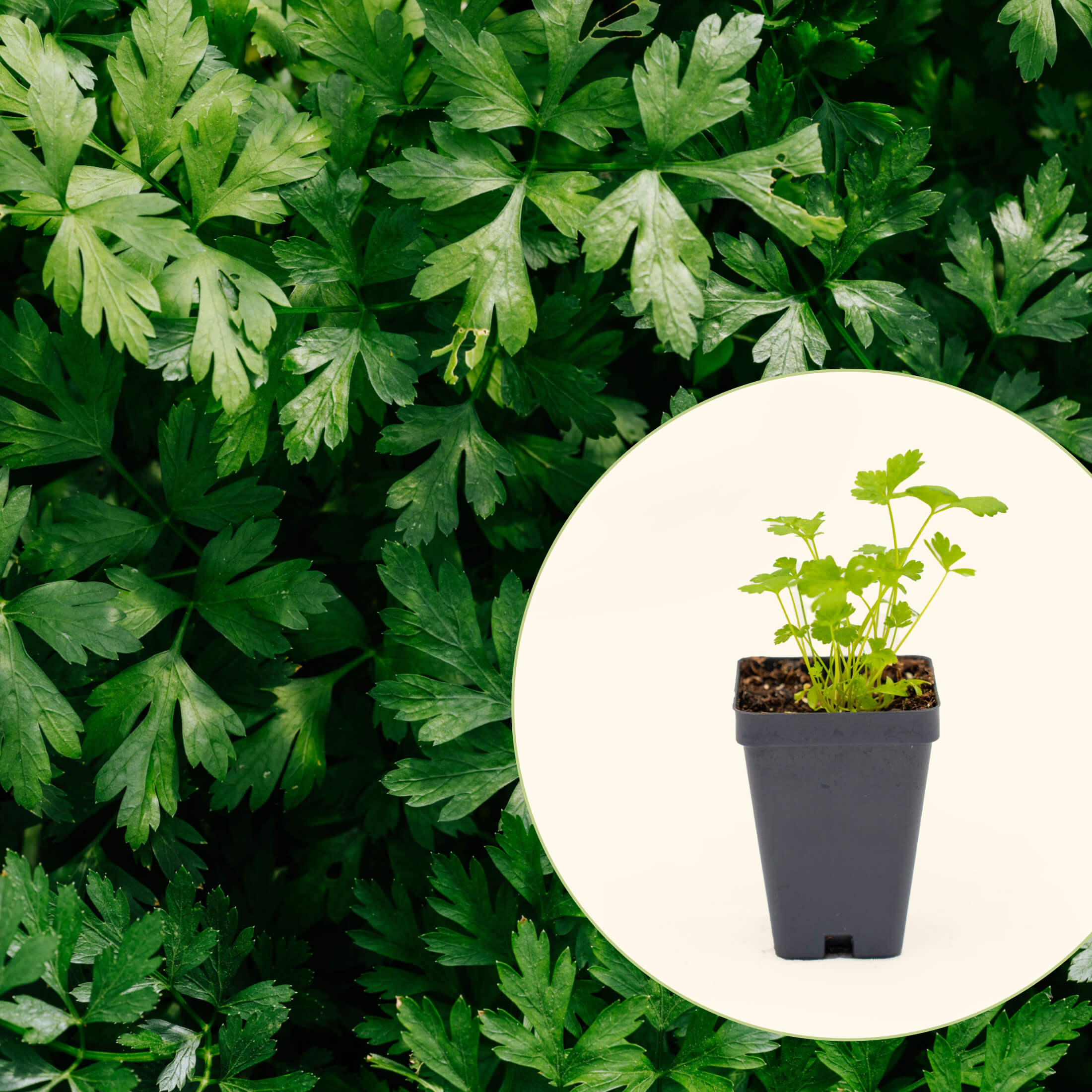 Italian Flat Leaf Parsley Seedlings | Vego Garden Seedlings