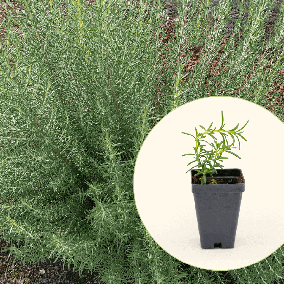 Arp Rosemary Seedlings | Vego Garden Excellent Seedlings