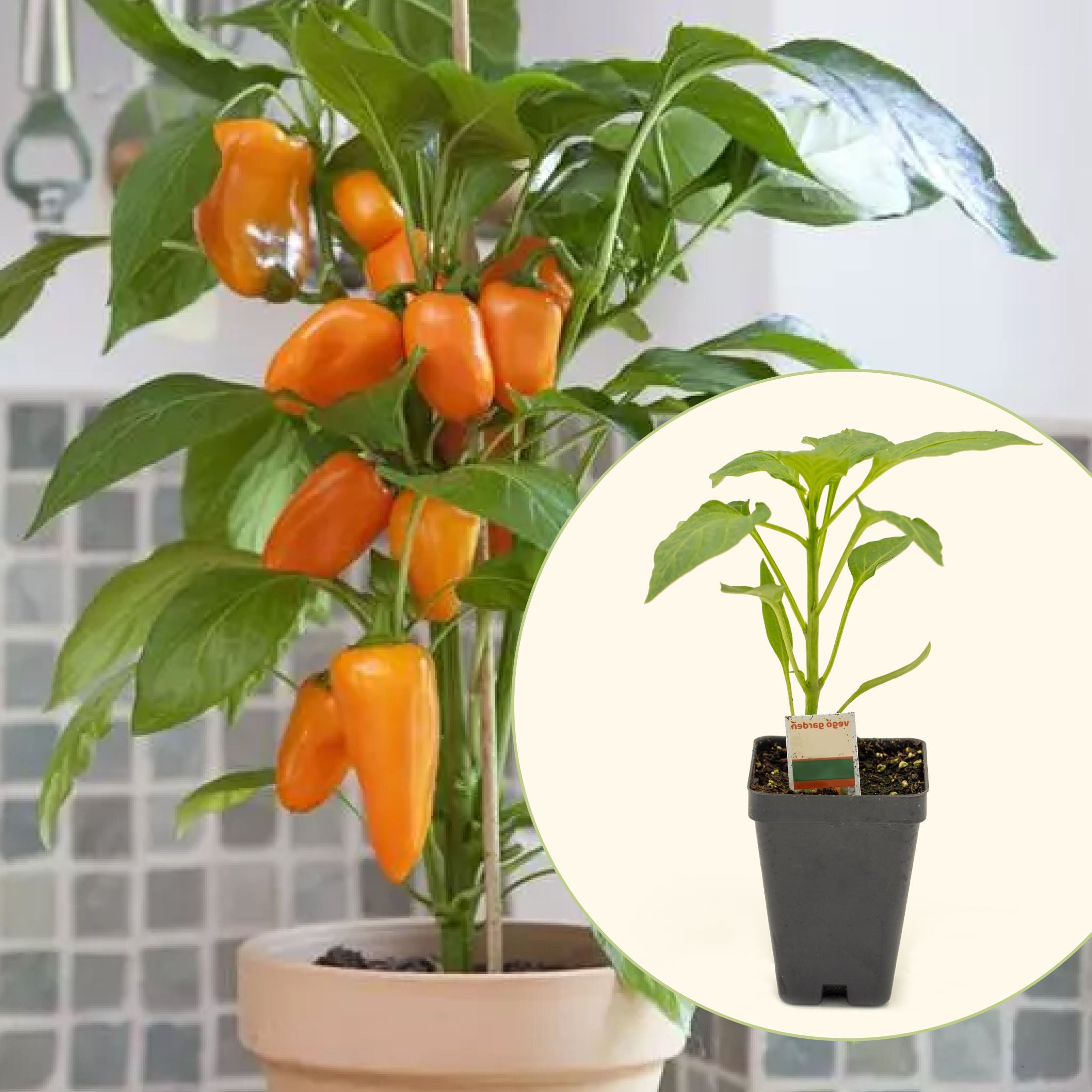 Sweet Fresh Bites Orange Pepper Seedlings – Vego Garden