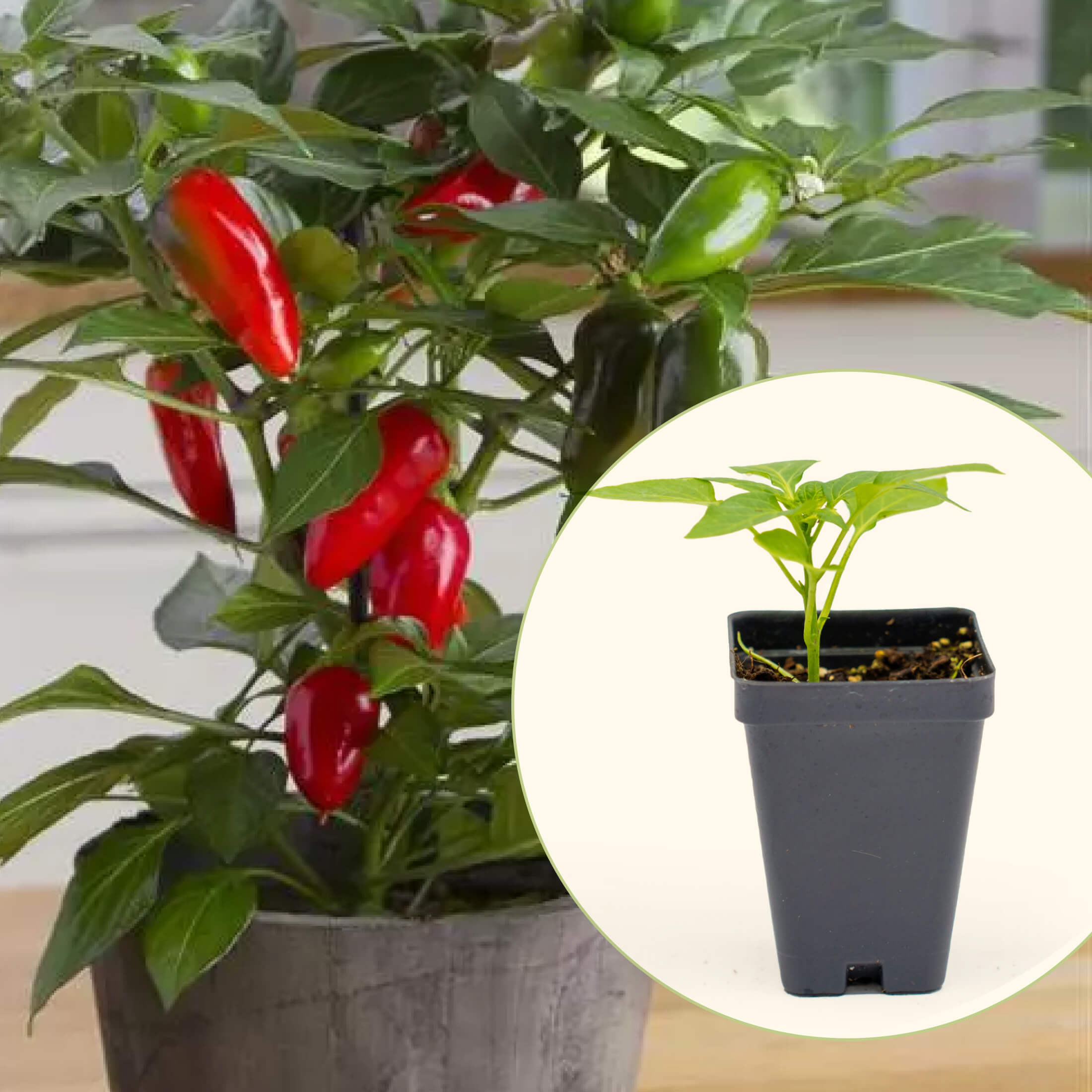 Kitchen Minis™ Hot Tamale Pepper Seedlings | Vego Garden Seedlings