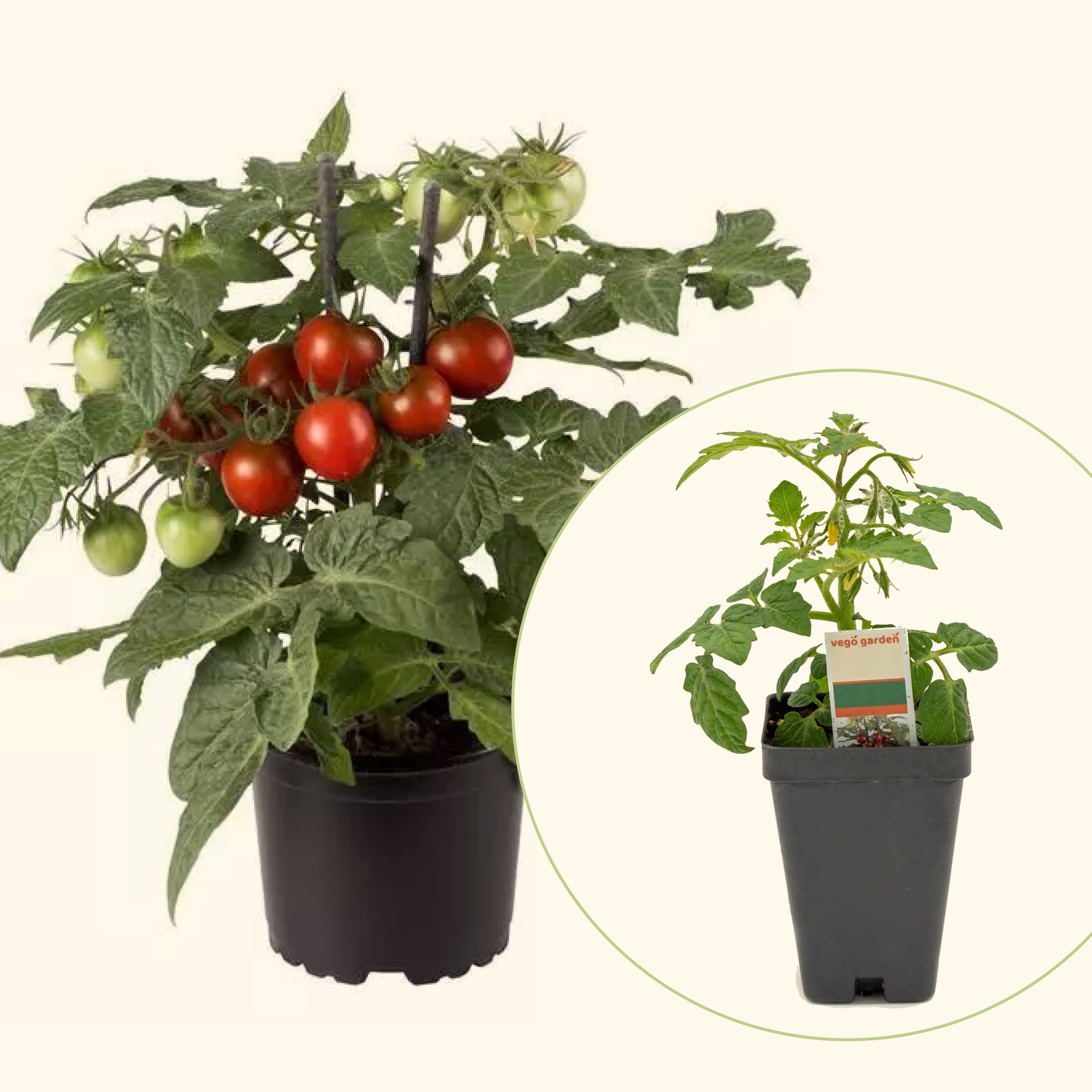 Kitchen Minis™ Cocoa Tomato Seedlings | Vego Garden Seedlings
