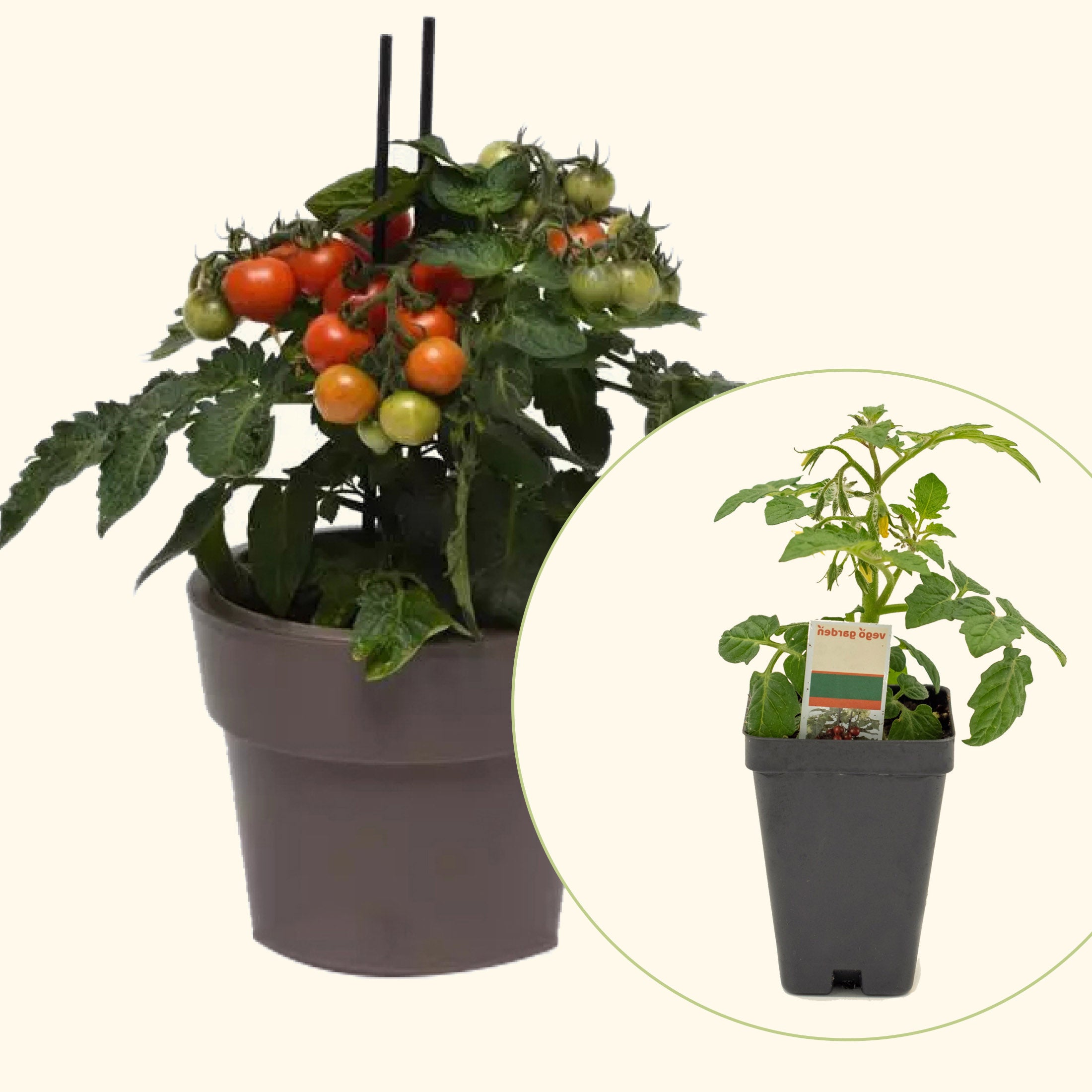 Kitchen Minis™ Red Velvet Tomato Seedlings | Vego Garden Seedlings