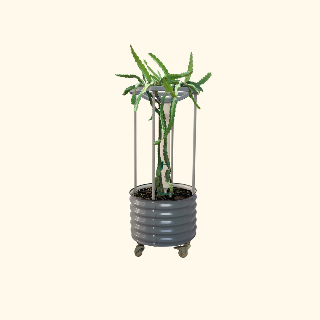 Dragon Fruit Self-Watering Rolling Planter – Vego Garden