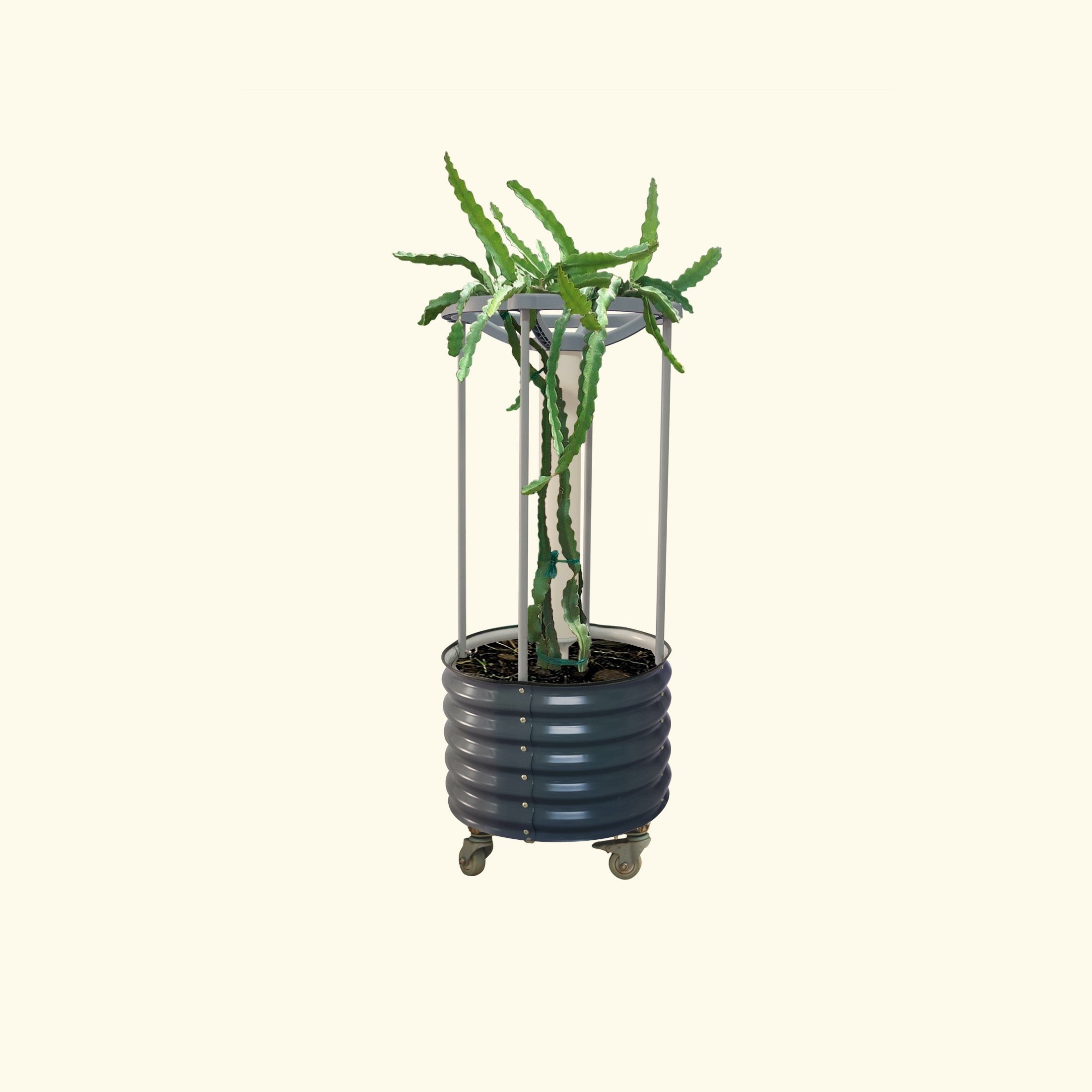 Dragon Fruit Self-Watering Rolling Planter – Vego Garden