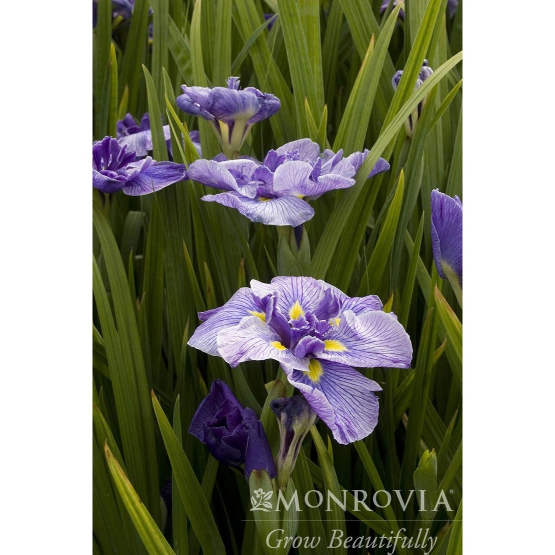 Butterflies in Flight Japanese Iris