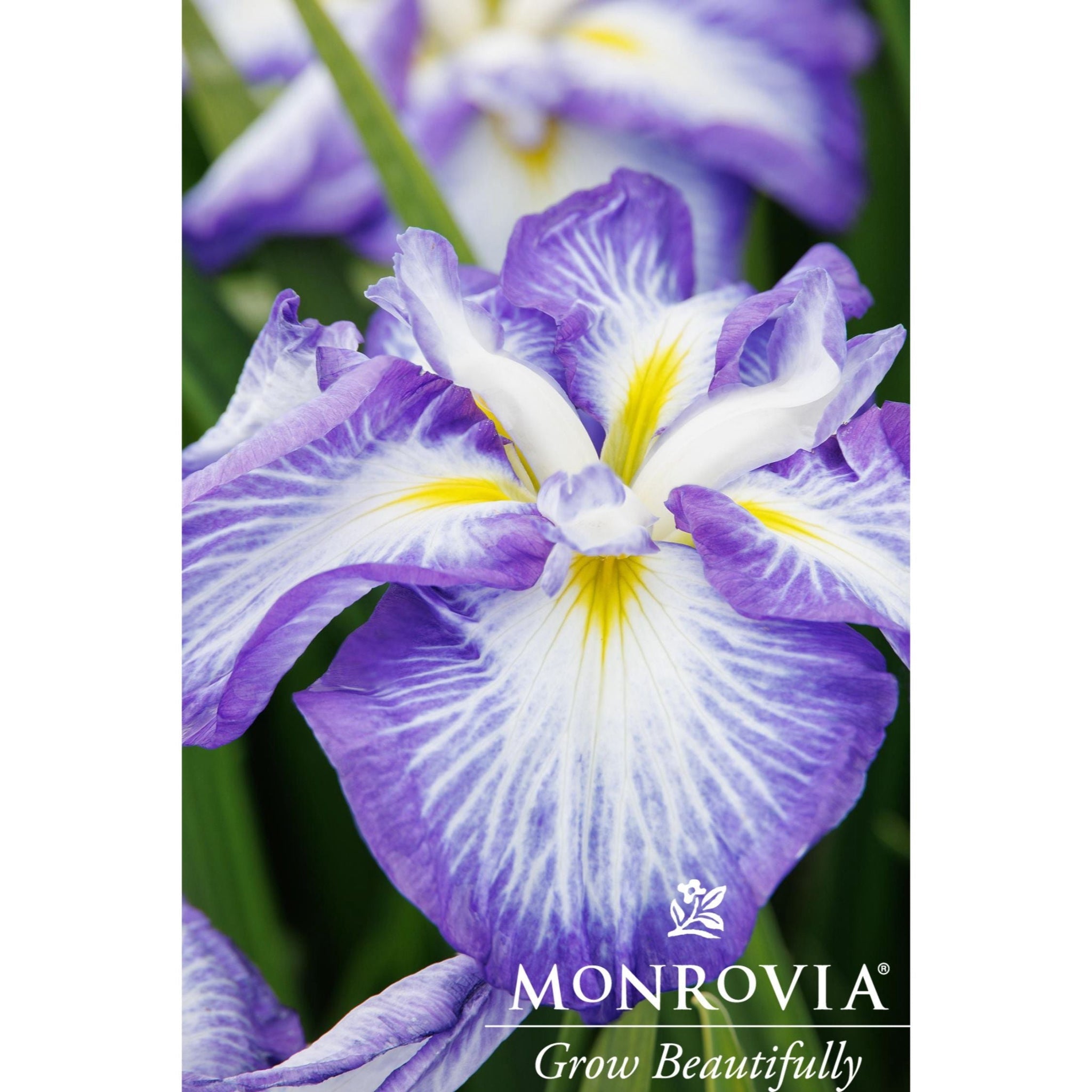 Cascade Spice Japanese Iris